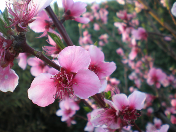 Fleur de Pêcher